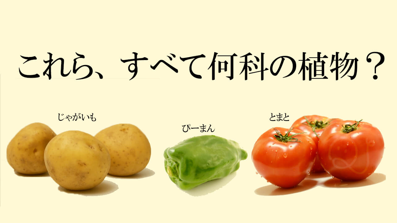 ジャガイモ、ピーマン、トマトって何科の植物？│quizx